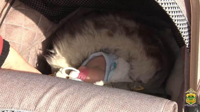 В Анапе сотрудники Госавтоинспекции экстренно доставили роженицу в роддом