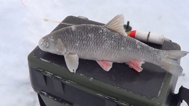 Рыбалка в середине февраля в снегопад на безмотылку!!!Штурмуем сугробы!!!