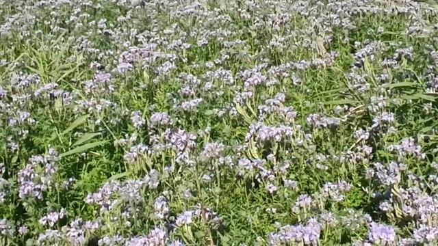 медонос фацелия