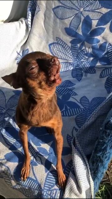 Мемы. Приколы. Золотая коллекция