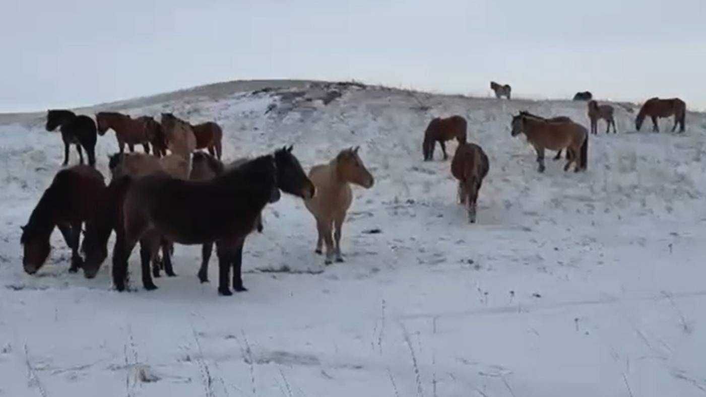 Угадай сколько лошадиных сил на видео?"
#снегоход #снеготехника #загадка
