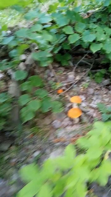 Красноголовики.