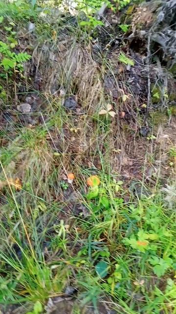 Красноголовики.