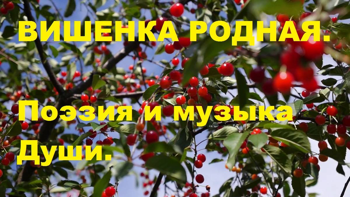 ВИШЕНКА РОДНАЯ. Автор стихотворения и видео А. Соколов.