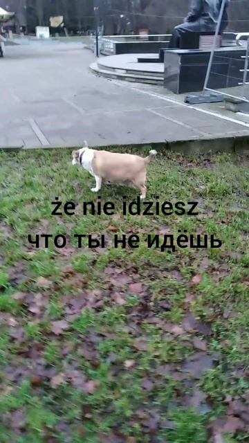 #польский_язык 📚✍️❤️ #легко_и_с_удовольствием🐕_#шорт