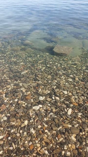 Водяной уж в Черном море.mp4