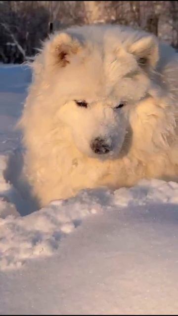 Задумчивый самоед