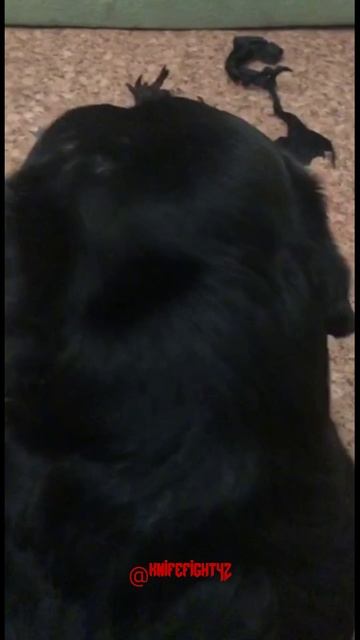 Есть три причины неявки на тренировку: просто умер, заболел и умер, убили:)