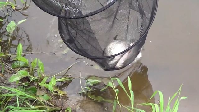 Сплав по Которосли Часть 2