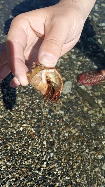 Рак-отшельник встретился на Черном море.mp4