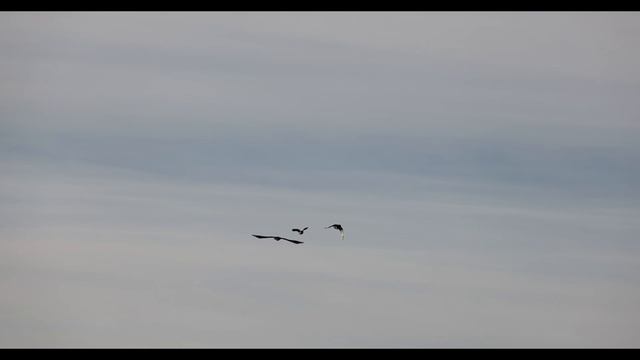 Усатая Синица.