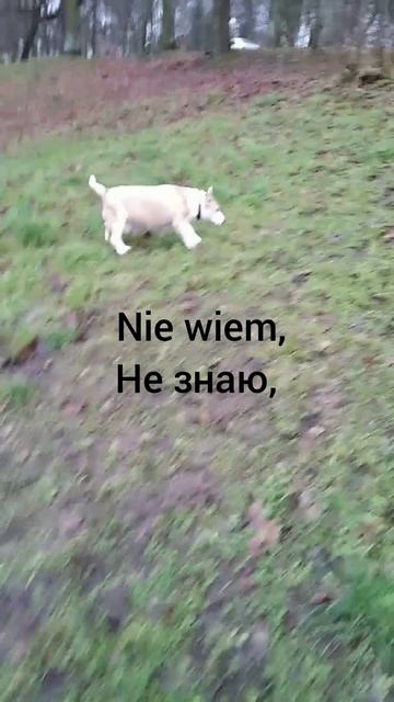 #польский_язык 📚✍️❤️ #легко_и_с_удовольствием🐕_#шорт