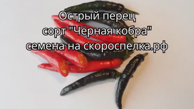 Острый перец сорта "Чёрная кобра" Три вкуса в одном! Суперурожайный, плодоносит в открытом грунте