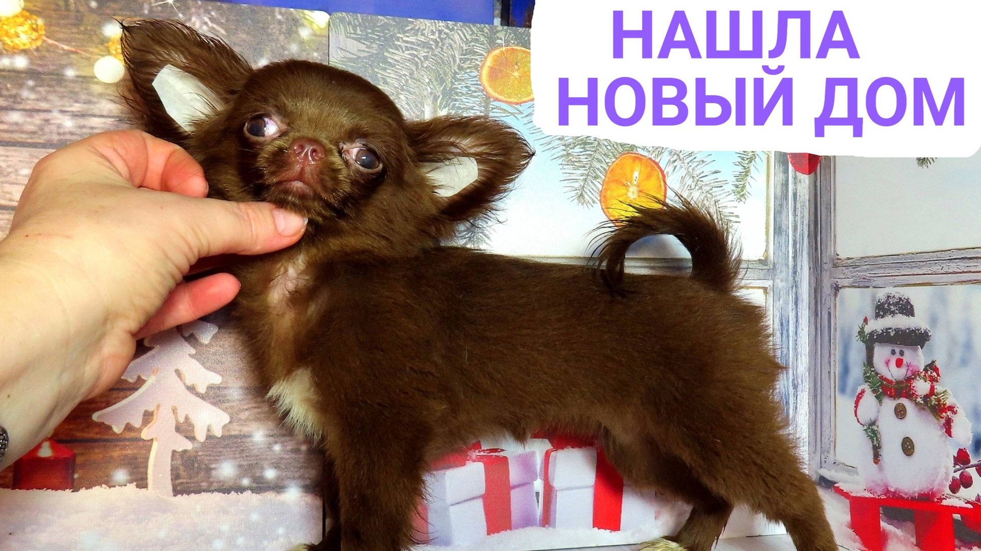 ПОЗДРАВЛЯЕМ Сабрина нашла НОВЫЙ дом 27.01.25 #купитьчихуахуа 89215950848 #продажачихуахуа