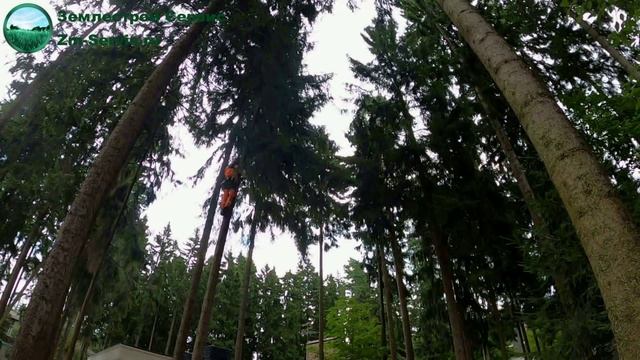 Работа арбористов на участке (подготовка к благоустройству) г. Одинцово