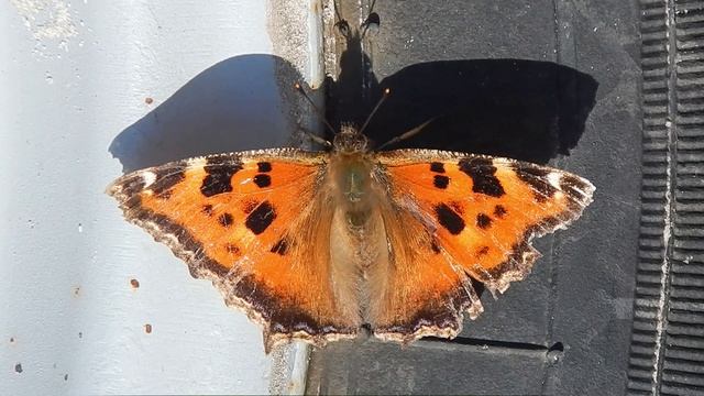 Бабочки весна