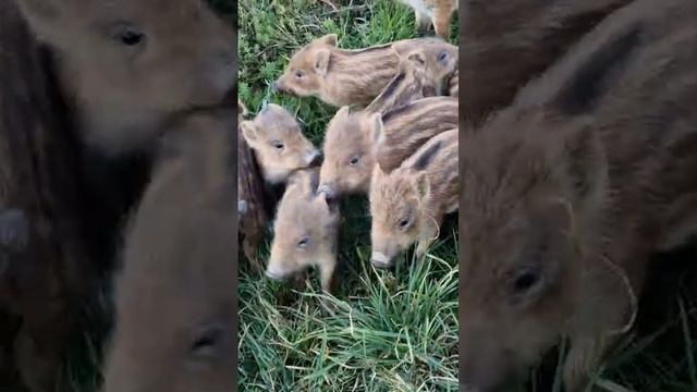 Чудесное свинство