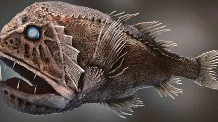 самое опасное животное в мире