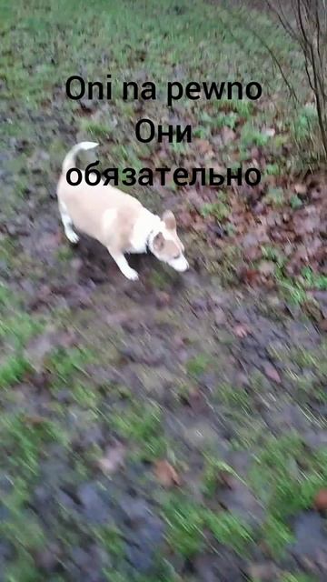 #польский_язык 📚✍️❤️ #легко_и_с_удовольствием🐕_#шорт