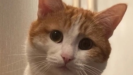 ПРОЩАЛЬНОЕ КОТУ ТВИКСУ, который ехал в ПИТЕР