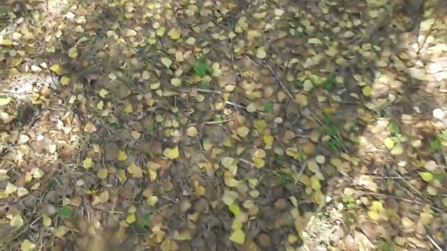 Пошли первые грибочки!!