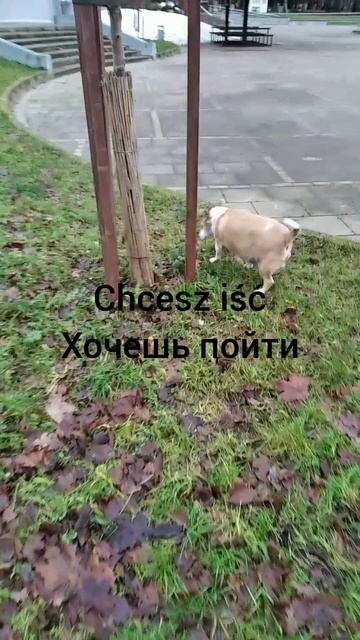 #польский_язык 📚✍️❤️ #легко_и_с_удовольствием🐕_#шорт