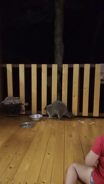 Еноты пришли в гости.mp4