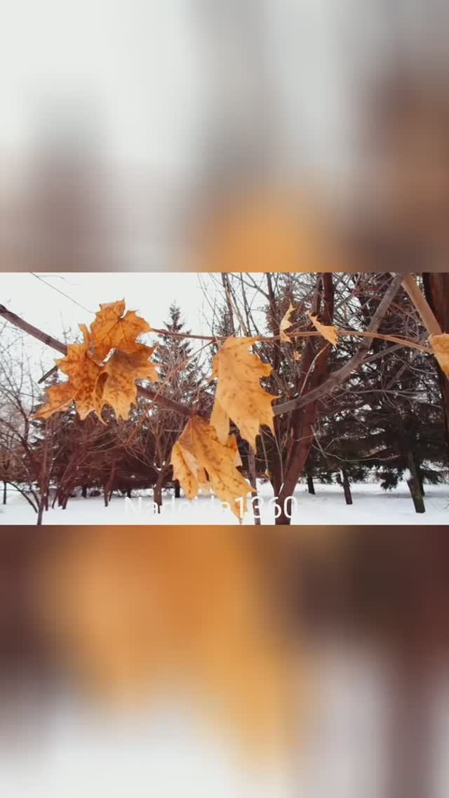 Одинокий листик клёна!