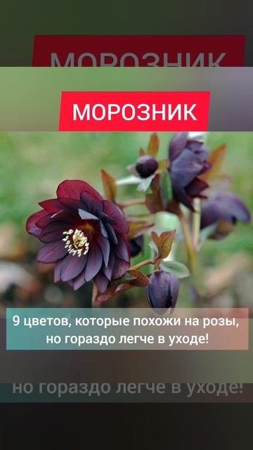 9 цветов, которые похожи на розы, но гораздо легче в уходе!