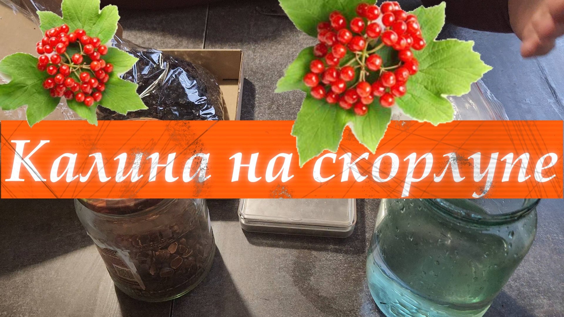 Настойка Калины на скорлупе кедровых орехов