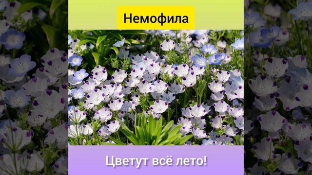 10 растений для сада, которые цветут всё лето! #дача #сад