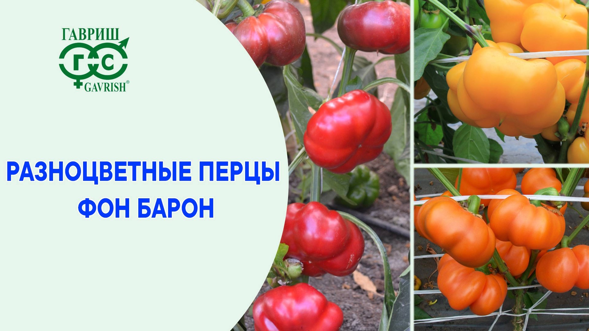 ПЕРЦЫ ФОН БАРОН - ИЗВЕСТНЫЙ ТРИКОЛОР