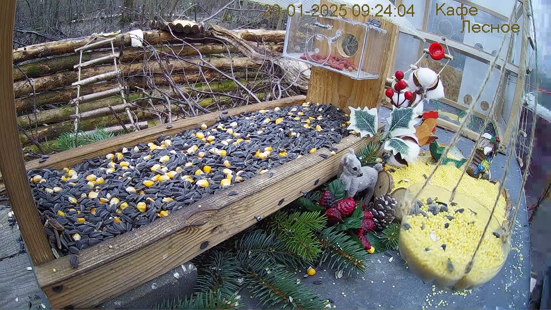 Кормушка в лесу онлайн  "Кафе  Лесное" #Relaxing #природа #звуки леса #зимний  лес  #погода