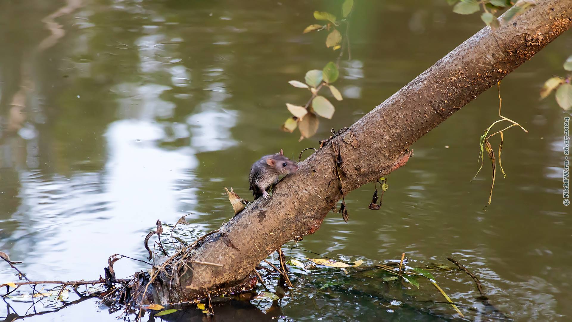 Крыска и кряквы на Оккервиле