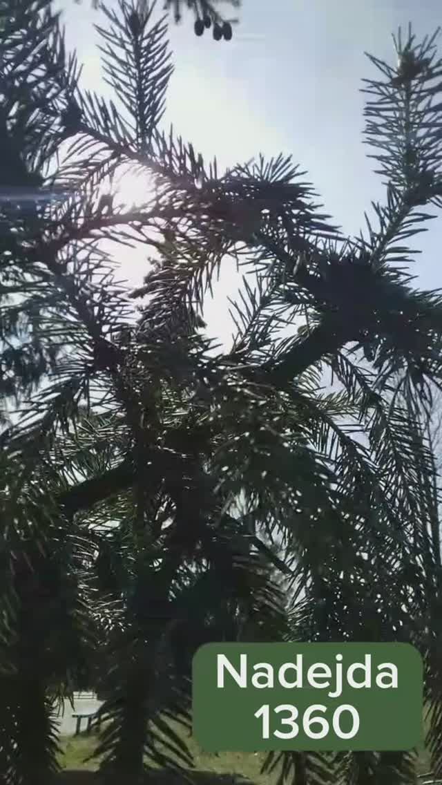 Хвойный аромат!