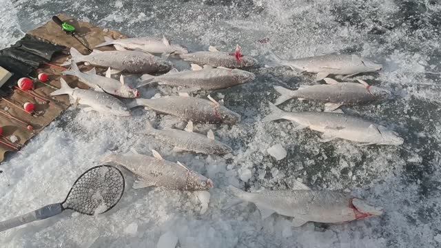 Рыбалка на сига зимой махалкой Амурский лиман.