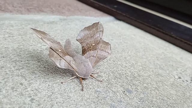 Бражник клёновый