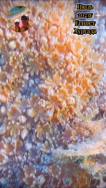 Египет. Живой и Мёртвый карал. Красное море. Хургада. Лови Момент! shorts