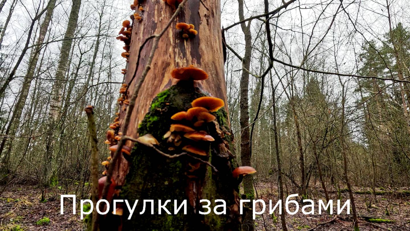 Прогулки за грибами. Иду зимой в смешанный лес за зимними опятами.