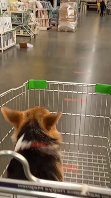 Корги - Газ - Нефть