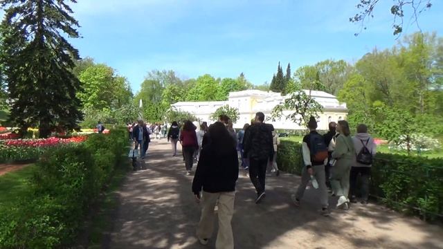 Торжественное открытие фонтанов в Петергофе 20 05 2023 г