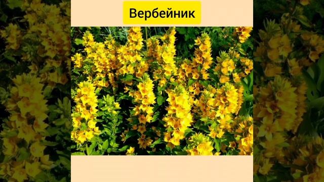 7 жёлтых многолетников для украшения вашего сада! #сад #дача