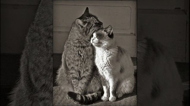 Песня про Леди Кэт и Бродягу)