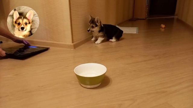 #корги - хрюня на водопое