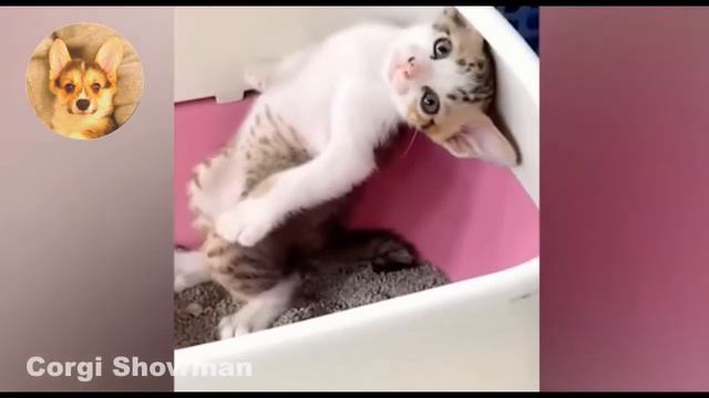 Корги с юмором