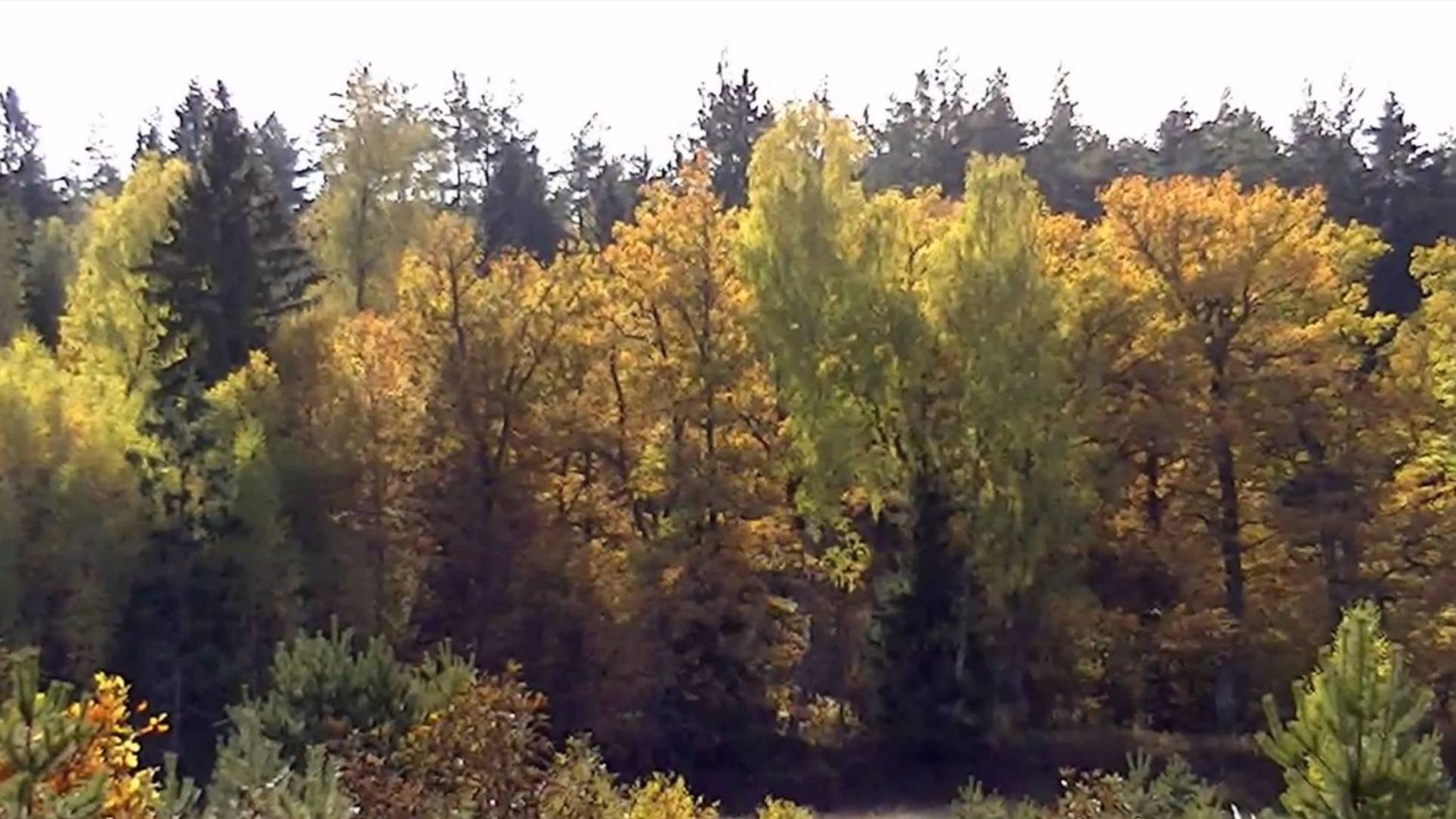 Лес- точно терем расписной