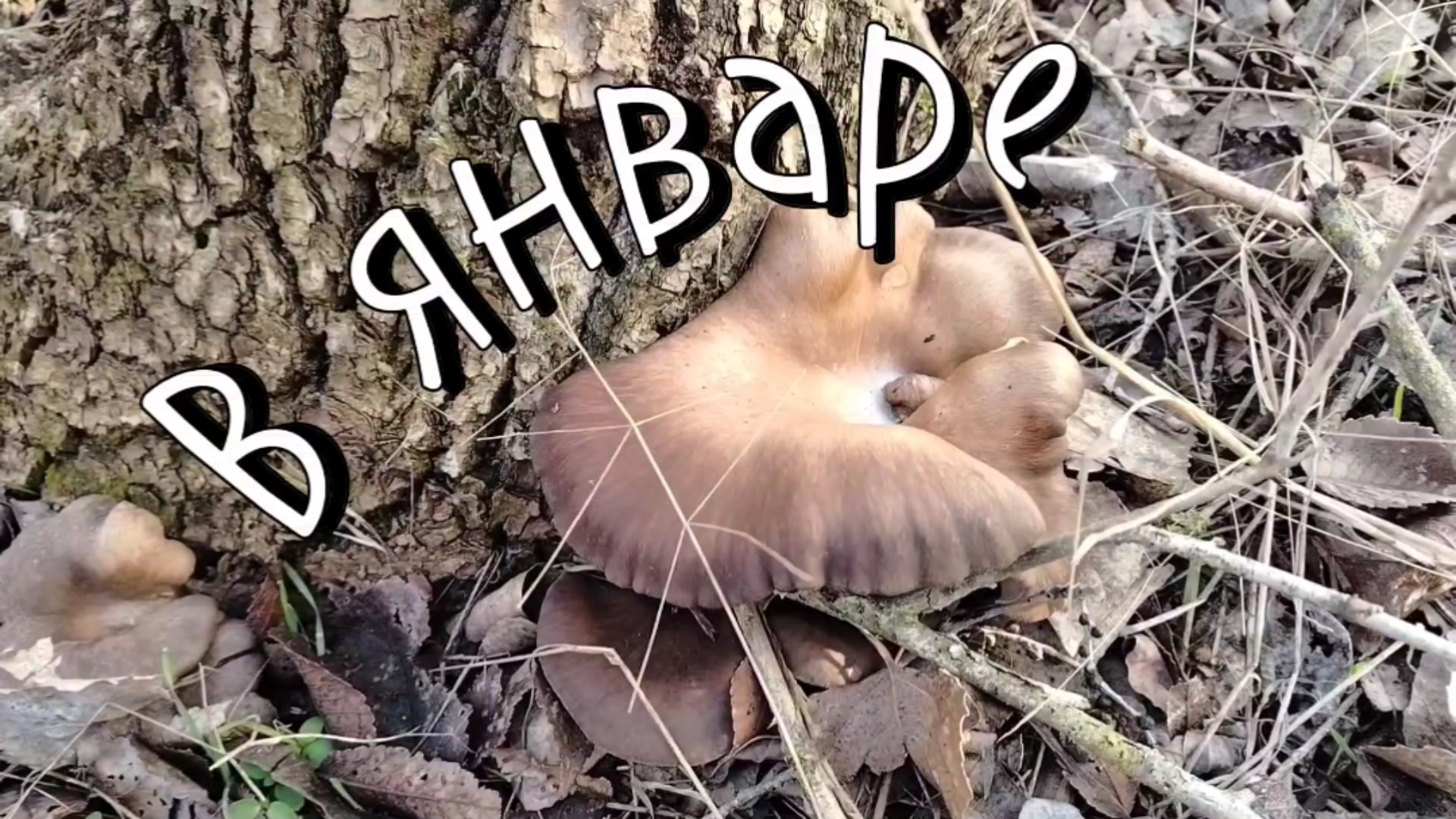 Конец января