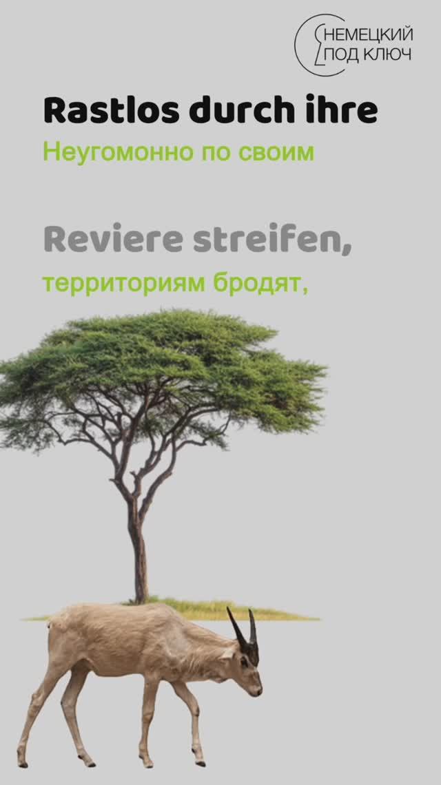 "Giftigt" Rammstein / Teil 1 /  Учите немецкий язык по песням! #shorts