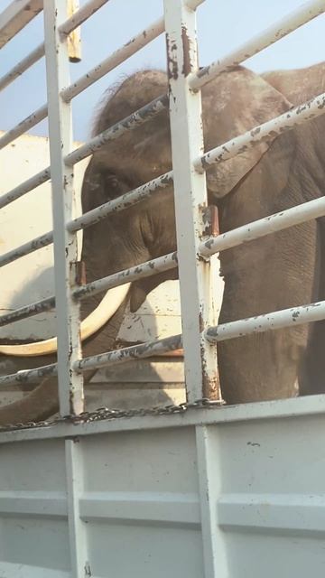 Таиланд / слоника куда-то везут :(