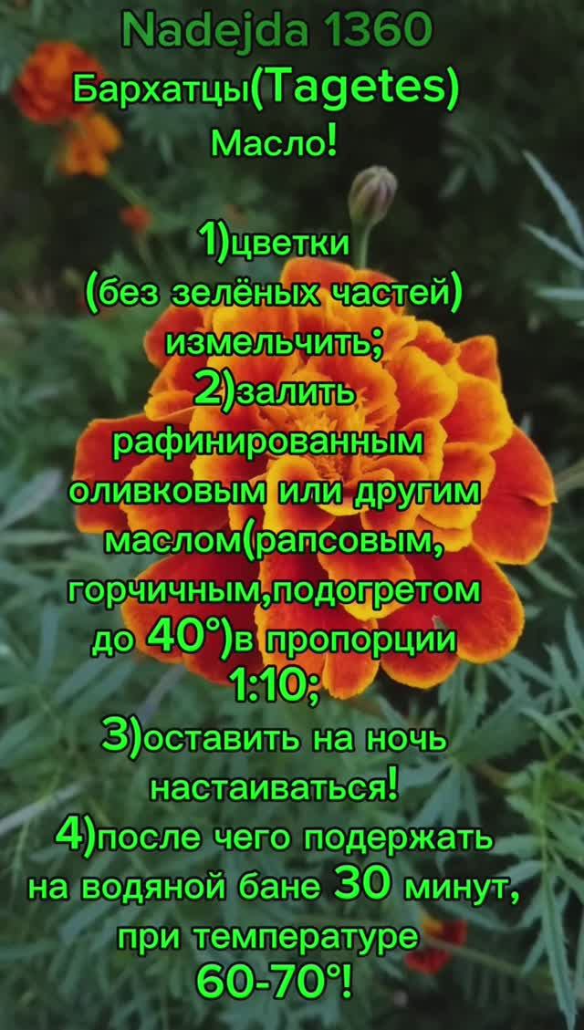 Бархатцы!3 часть!Масло из бархатцев!